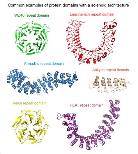 Solenoid Protein Domain Wikipedia