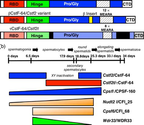 Proteins Involved In Testis And Brain Alternative Polyadenylation A Download Scientific