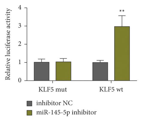Mir 145 5p Could Bind The Oncogenic Gene Klf5 A Binding Site In The Download Scientific