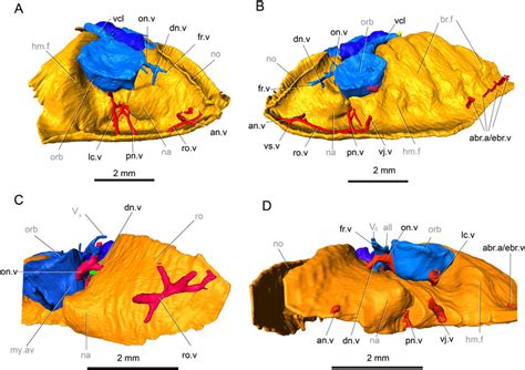 Venous Canals In The Ethmoidal Region A B The Virtual Endocast