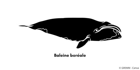 Bowhead Whale Skeleton Sei Whale Vs Bowhead Whale Whats The