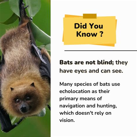 Basic Concepts Academy On Linkedin Batsarentblind Bats Echolocation