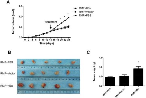 The Viral Oncoprotein Hbx Of Hepatitis B Virus Promotes The Growth Of