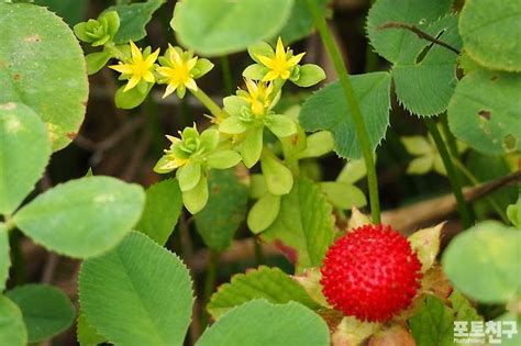 [포토친구] 습지 주변의 식물