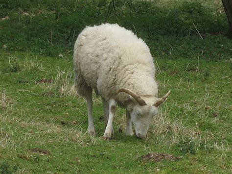 Sementic Segmentation Task Semantic Segmentation Dataset By Aniruddha