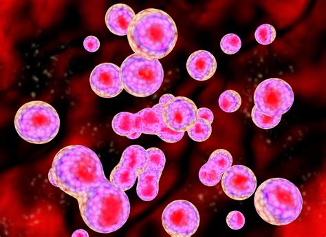 Nsabp Foundation Inc Linkedin