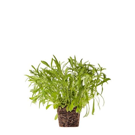 Cultivation Wholesale Organic Tarragon