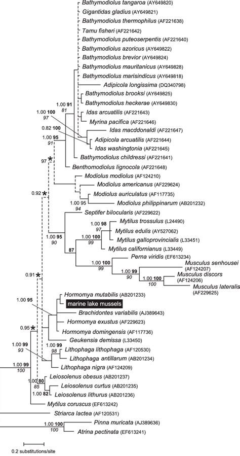 18s Rrna Gene Based Bayesian Tree Showing The Phylogenetic Position Of