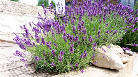 11 Creative Ways To Incorporate Lavender Into Your Landscape For A Pop Of Purple