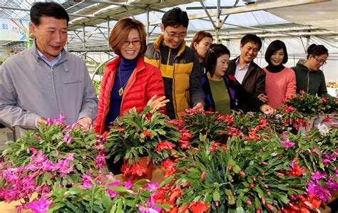 게발선인장 신품종 개발 및 육성계통 품평회 개최경기데일리