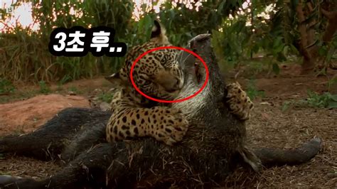 방심하다가 재규어에게 딱걸린 흑곰의 끔찍한 최후 Youtube