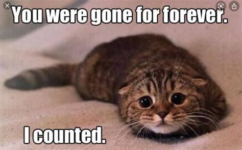 Welcome Back Cat Meme
