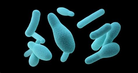 최초의 박테리아 재구성