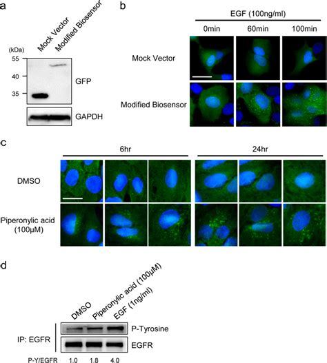 Egfr Was Activated By Piperonylic Acid A The Modified Egfp Sh2