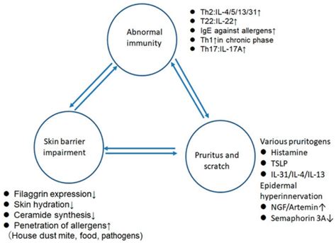 The Roles Of Sex Hormones In The Course Of Atopic Dermatitis