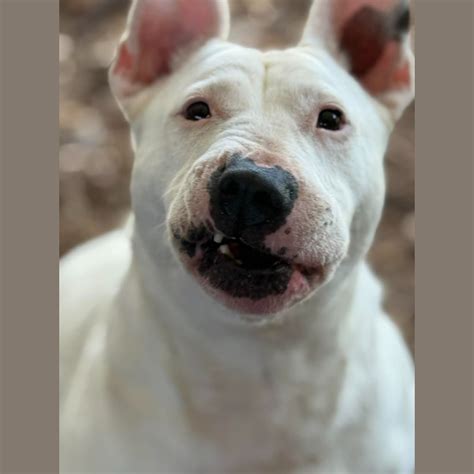 Stella Medium Female Bull Terrier X French Bulldog Mix Dog In Nsw