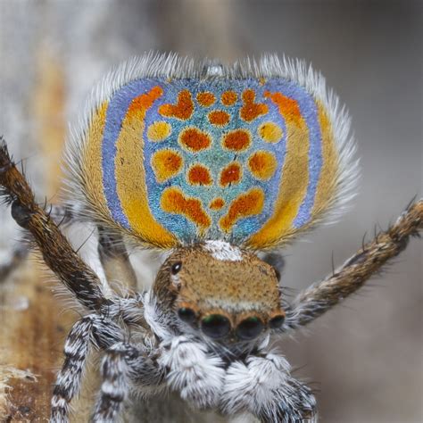 X8a4999 Peacock Spider Maratus Pardus Male Of A New Speci Flickr