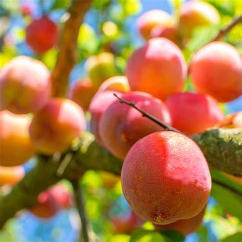 Plumcot Making Gardens Affordable