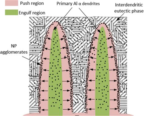 Schematic Of Particle Distribution During Solidification Of Binary