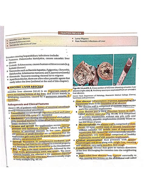 Hepatobiliary System Pdf