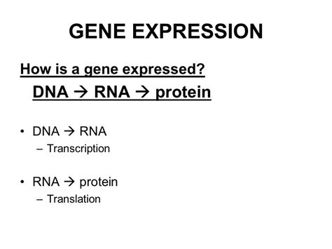 Gene Expression Definition