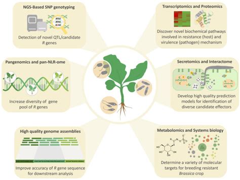 Understanding Host Pathogen Interactions In Brassica Napus In The Omics Era Pmc