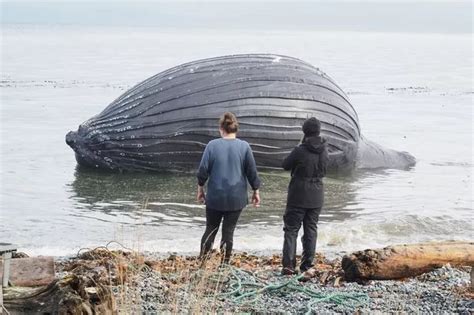 Horrifying Humpback Whale Corpse Inflated Like Balloon And Could Explode Over Beach Daily Star