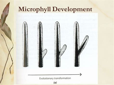 Differentiation In Seed Plants Ppt Video Online Download