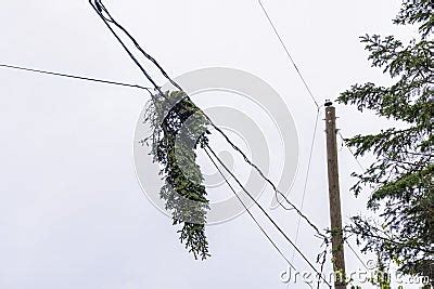 Tree Branch Caught In Overhead Powerline Royalty Free Stock Image CartoonDealer
