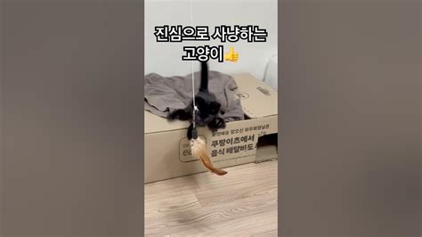 진심으로 사냥하는 고양이👍 고양이강아지헌터 Cat Cute 고양이 아기고양이 까미 쇼츠 사냥 Youtube