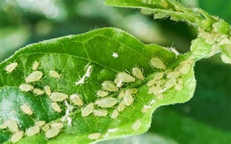 Types Of Pests And Diseases In Cucumber Plants And How To Address Them