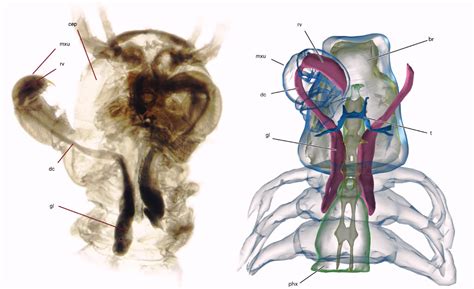 Speleonectes Tulumensis First Known Venomous Crustacean Biology