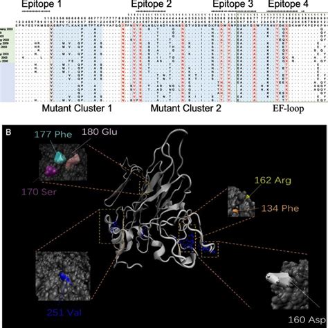 Ptv 2 Vp1 Multiple Sequence Alignment And The Tertiary Structure