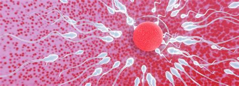 What Happens to Dead Sperm in the Female Body?