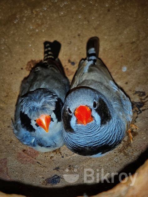 Finch Black Chick Mutation For Sale In Padma Residental Area Bikroy