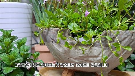 풀꽃누운주름꽃야생화 Youtube