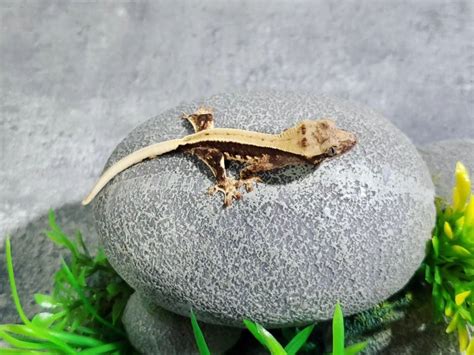 크레스티드 게코 분양 1만 원 부터~ 최저가 분양 경남 김해 파충류샵 마린렙타일 본점 릴리화이트 크레 붙이류 게코 분양