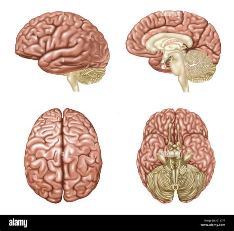 Illustration Showing Anatomy Of A Normal Brain In Lateral Illustration