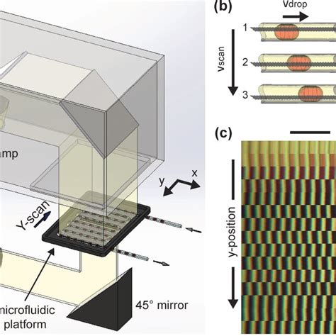 A Schematic Of The Hyperspectral Imaging Platform B While The X−y Download Scientific