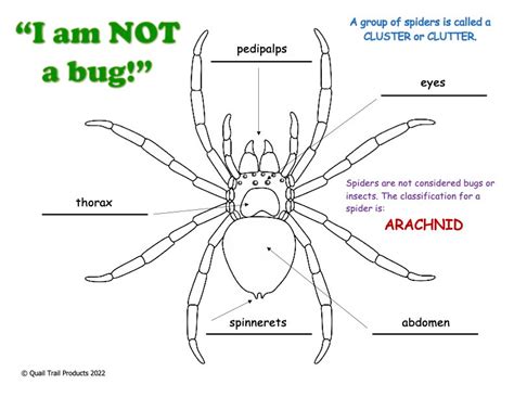 External Arachnid Spider