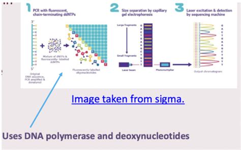 Next Generation Sequencing And Microarrays Flashcards Quizlet