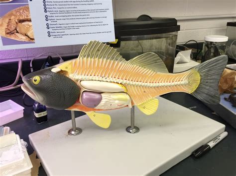 Phylum Chordata Subphylum Vertebrata Perch Diagram Quizlet