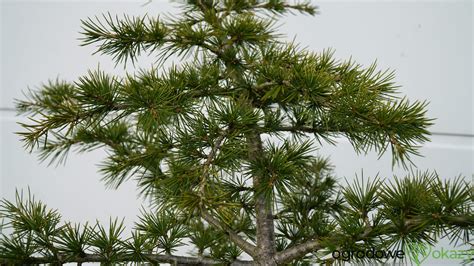 Cedr LibaŃski Cedrus Libani Ogrodowyokazy Pl