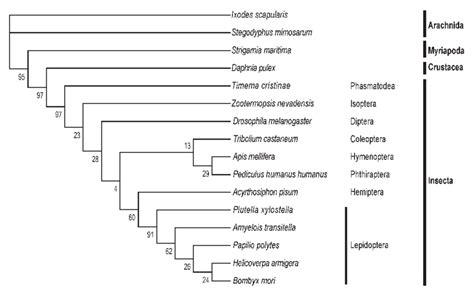 Phylum Arthropoda Tree