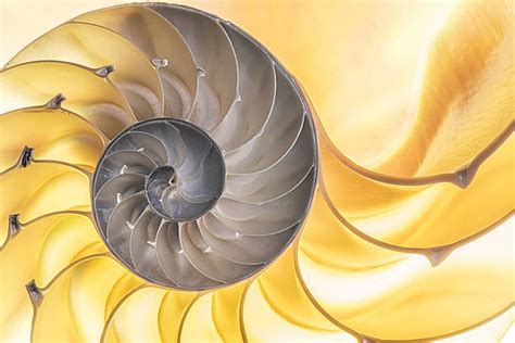 Blue Detail Of Nautilus Spiral Shell Nautilus Logarithmic Cutaway Photo Background And Picture