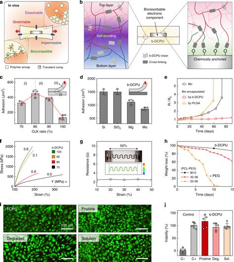 Stretchable Dynamic Covalent Polymers For Soft Long Lived