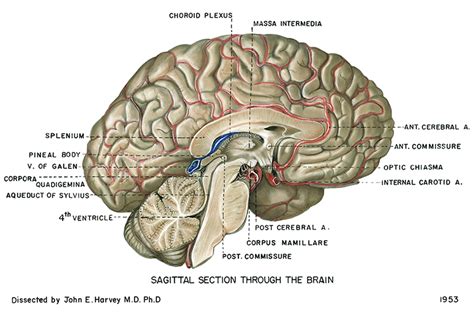 Labeled Sagittal Brain Model 40 150 Brain Diagram Royalty Free Images