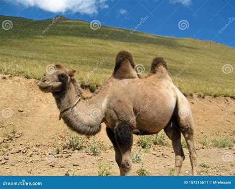 Bactrian Or Two Hump Camel In Nubra Valley Royalty Free Stock Image