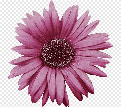 거베라 Jamesonii 국화 꽃 자홍색 거베라 자홍색 데이지 가족 Png Pngegg