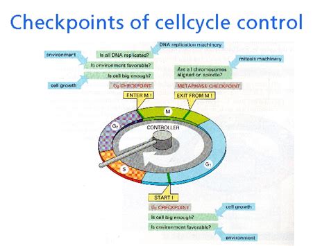 Checkpoints Of Cellcycle Control
